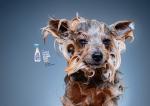 Wet Dogs – Dr Dog Advertising – Varietats