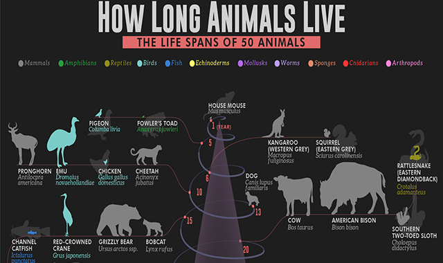 How Long Animals Live Infographic by Alan’s Factory Outlet – Varietats