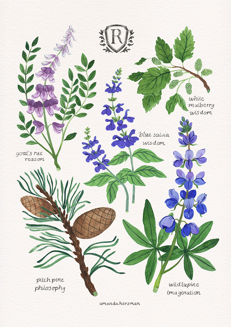 Floriography Series by Amanda Herzman – Varietats